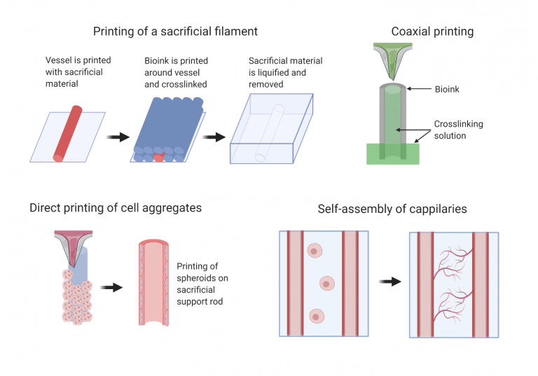 Beginner's Guide to Bioprinting - Mechanical Engineering of Wet ...