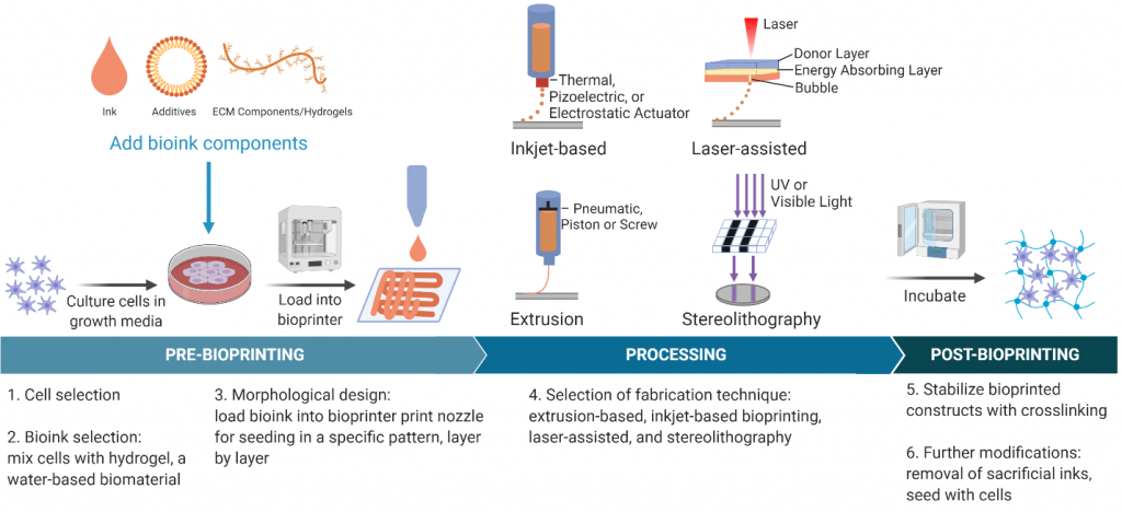 Beginner's Guide to Bioprinting - Mechanical Engineering of Wet ...